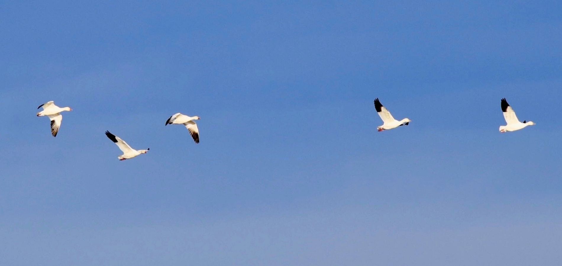 Dr. Steven Liu | Alaska Oncology & Hematology Anchorage